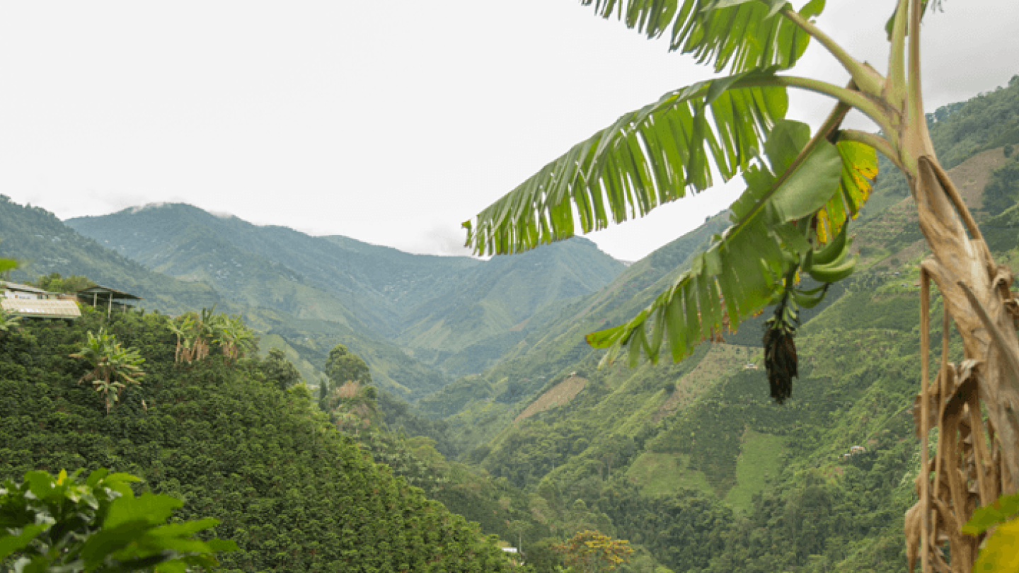 NESCAFÉ® Mokambo, certificado por RAINFOREST ALLIANCE™ | Nestlé ...