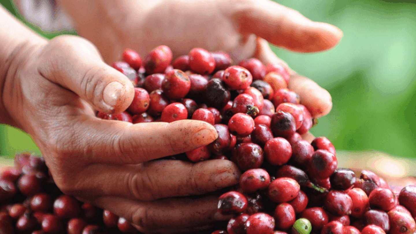 Nescafé Plan y el café sostenible | Nestlé Professional